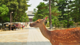Nara Park Deer: A Must-See Attraction in Japan