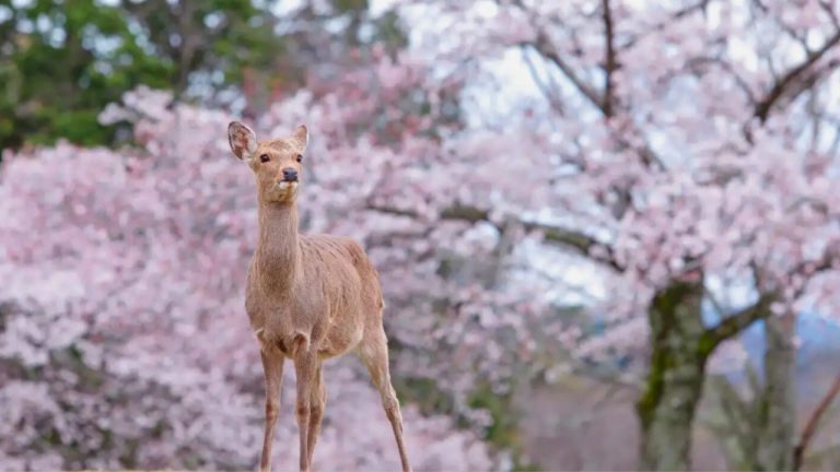 Nara Park Deer: A Must-See Attraction in Japan