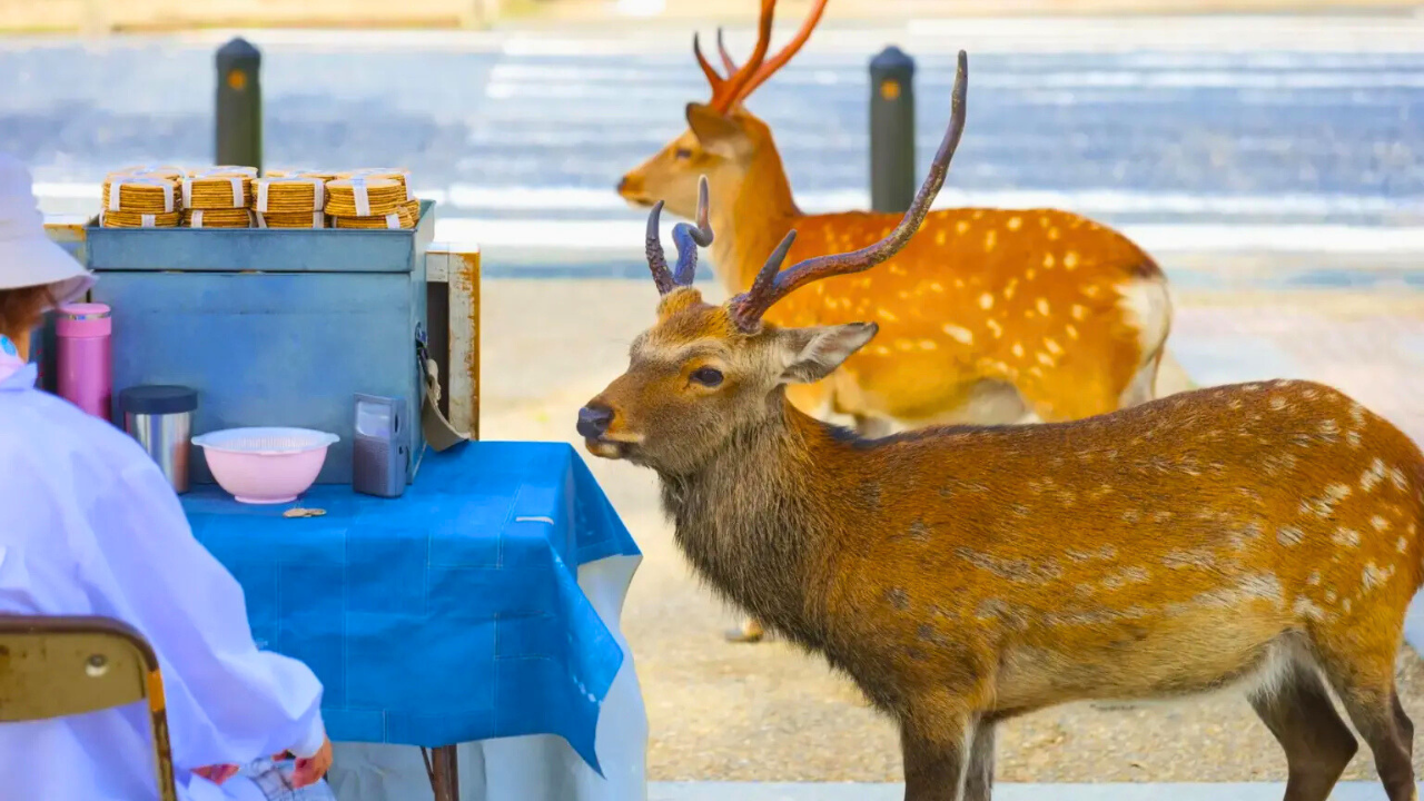 Nara Park Deer: A Must-See Attraction in Japan